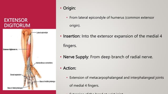 Posterior compartment of arm & forearm.pptx