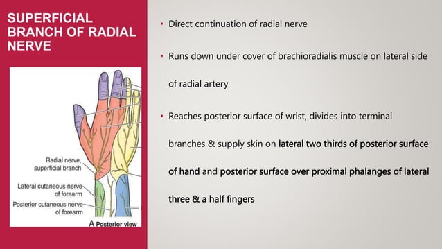 Posterior compartment of arm & forearm.pptx