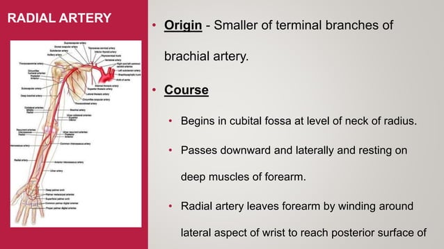 Posterior compartment of arm & forearm.pptx