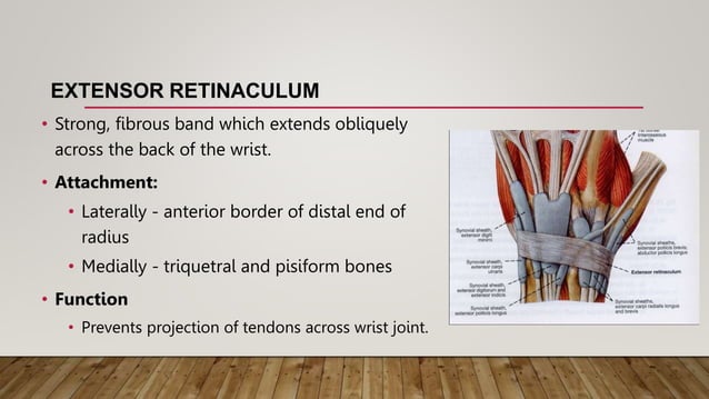 Posterior compartment of arm & forearm.pptx