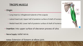 Posterior compartment of arm & forearm.pptx