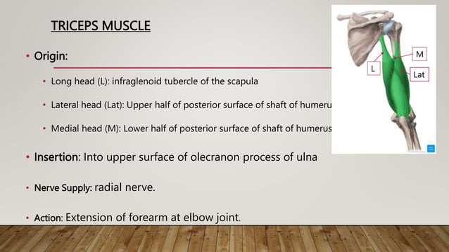 Posterior compartment of arm & forearm.pptx