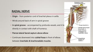 Posterior compartment of arm & forearm.pptx