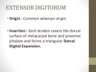 Posterior compartment of Forearm.pptx
