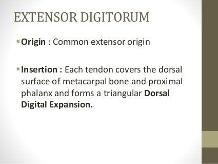 Posterior compartment of Forearm.pptx