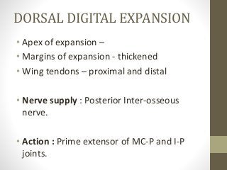 Posterior compartment of Forearm.pptx