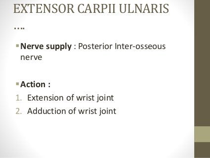 Posterior compartment of Forearm.pptx