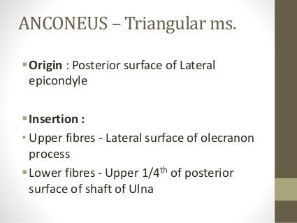 Posterior compartment of Forearm.pptx