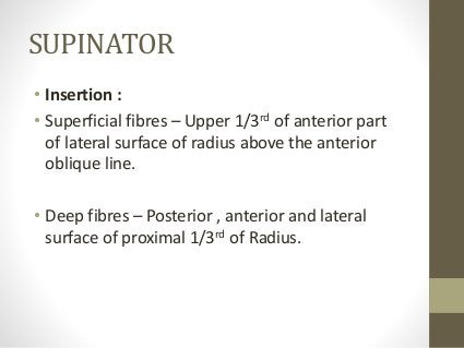 Posterior compartment of Forearm.pptx