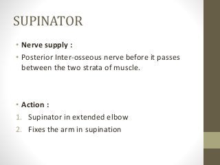 Posterior compartment of Forearm.pptx
