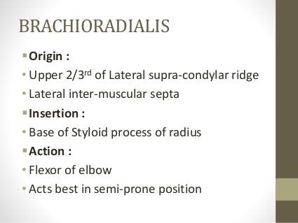 Posterior compartment of Forearm.pptx