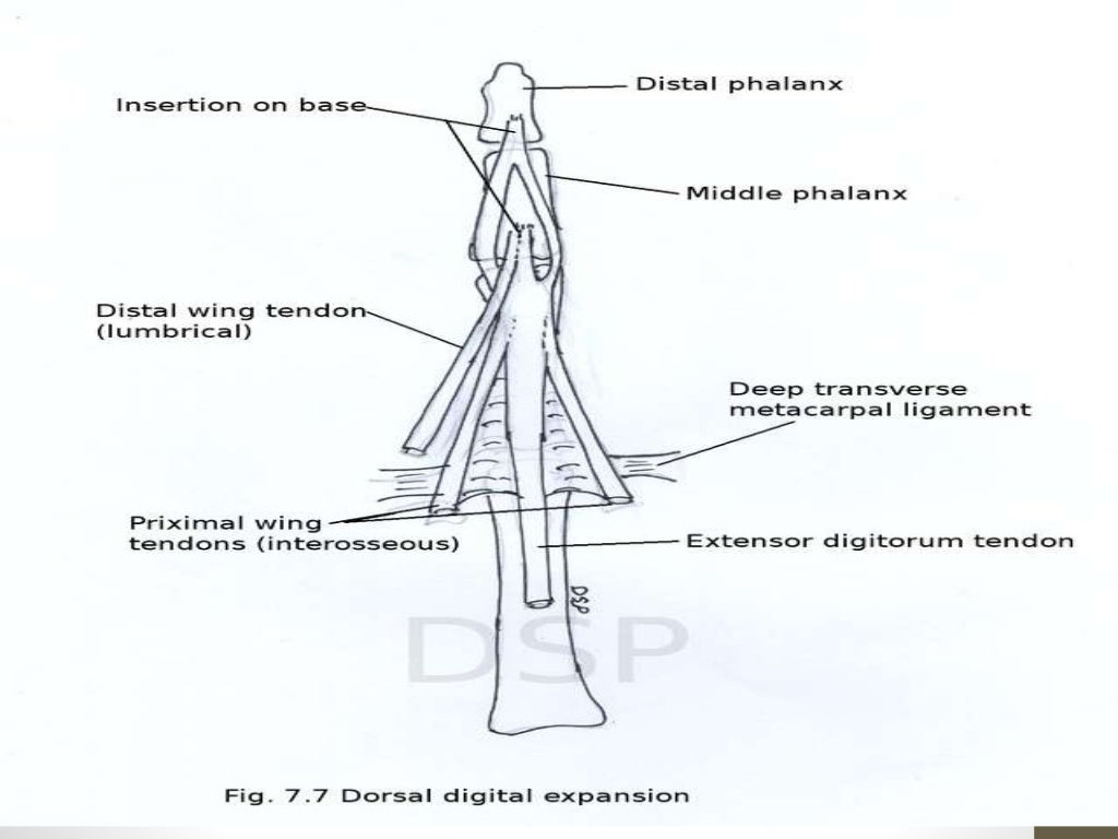 Posterior compartment of Forearm.pptx
