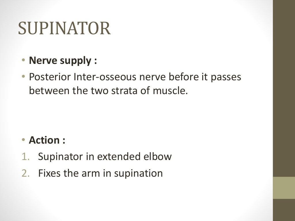 Posterior compartment of Forearm.pptx