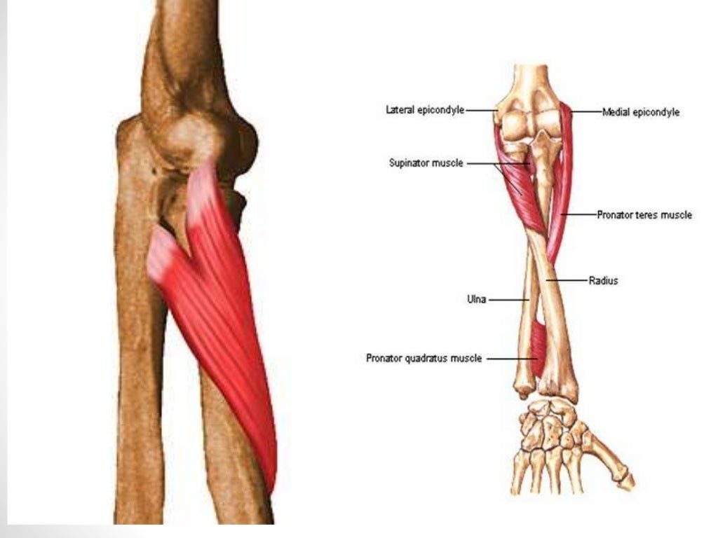 Posterior compartment of Forearm.pptx