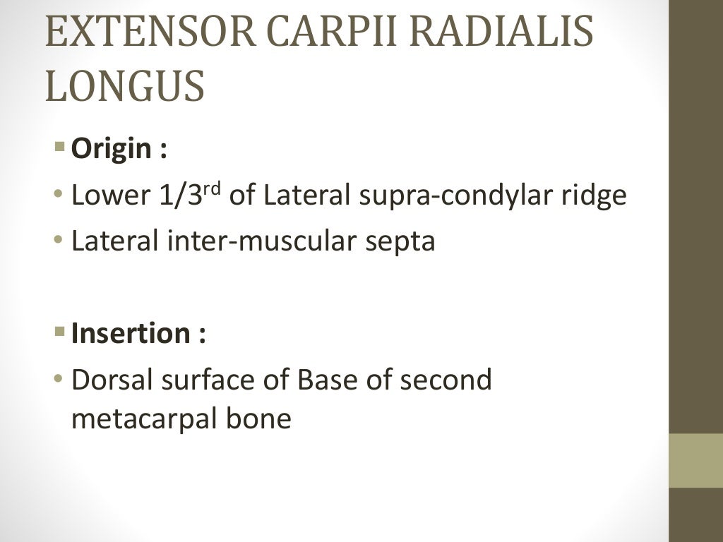 Posterior compartment of Forearm.pptx