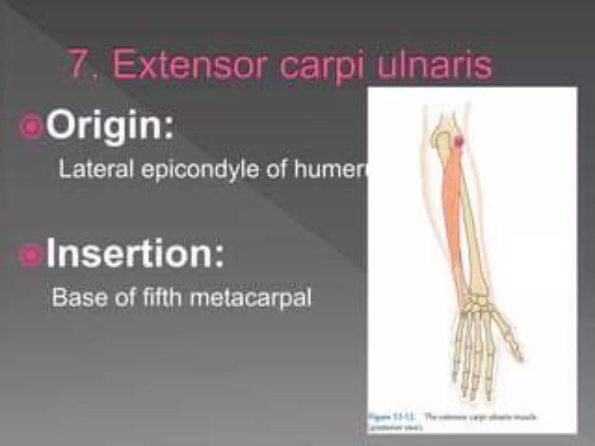 POSTERIOR COMPARTMENT OF FOREARM.ppt