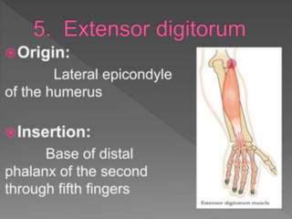 POSTERIOR COMPARTMENT OF FOREARM.ppt