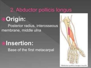POSTERIOR COMPARTMENT OF FOREARM.ppt