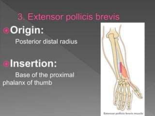 POSTERIOR COMPARTMENT OF FOREARM.ppt