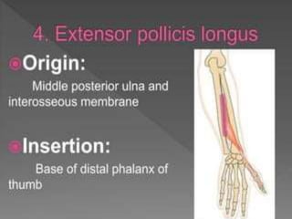 POSTERIOR COMPARTMENT OF FOREARM.ppt