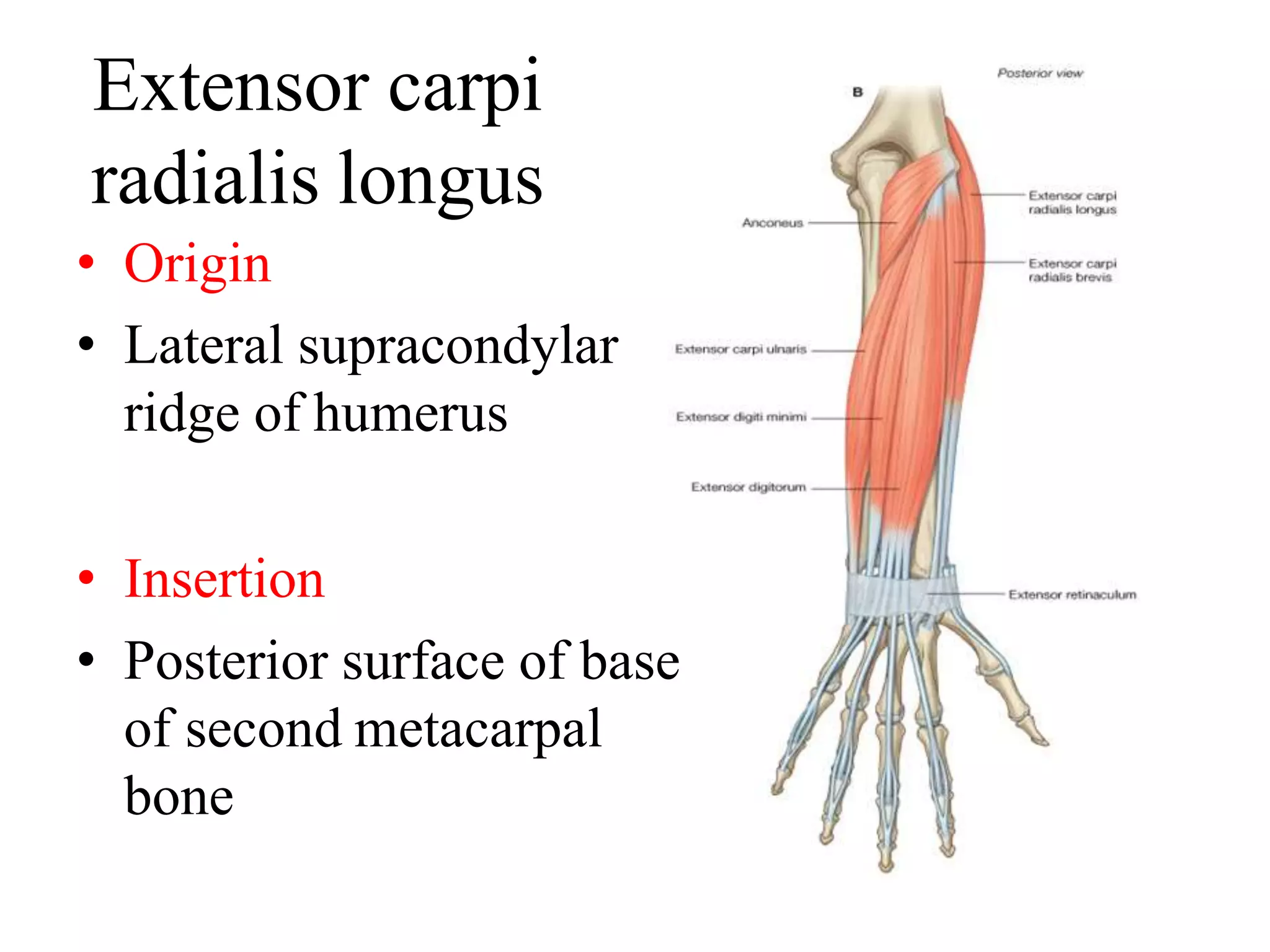 POSTERIOR COMPARTMENT OF FOREARM.pptx