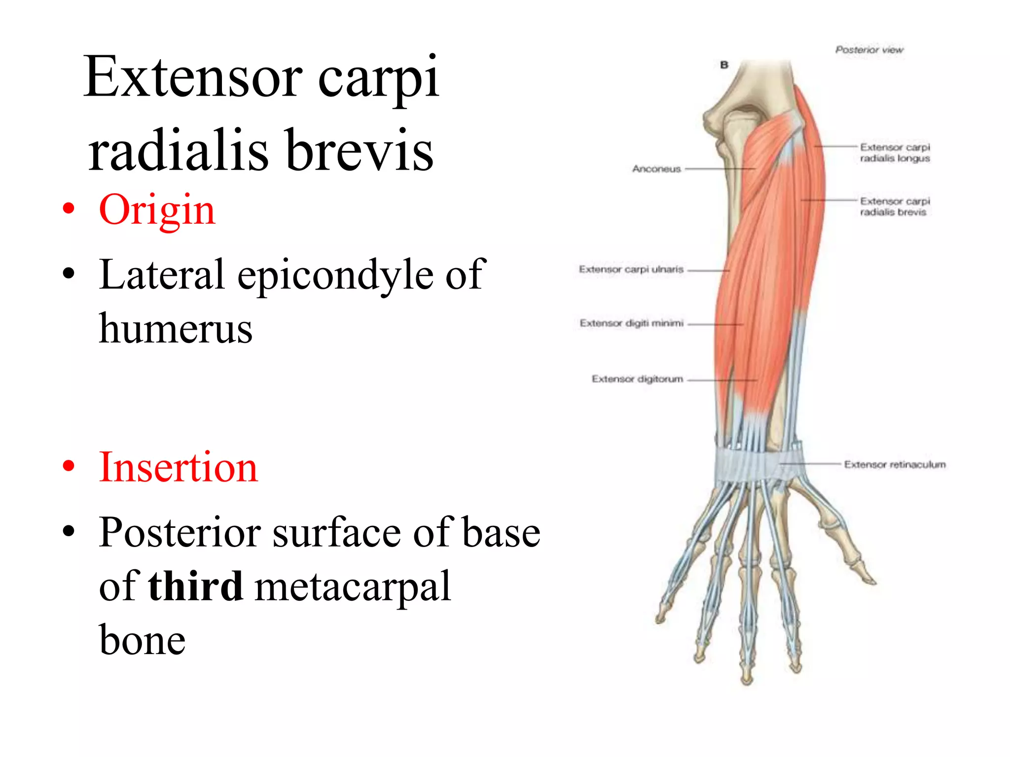 POSTERIOR COMPARTMENT OF FOREARM.pptx