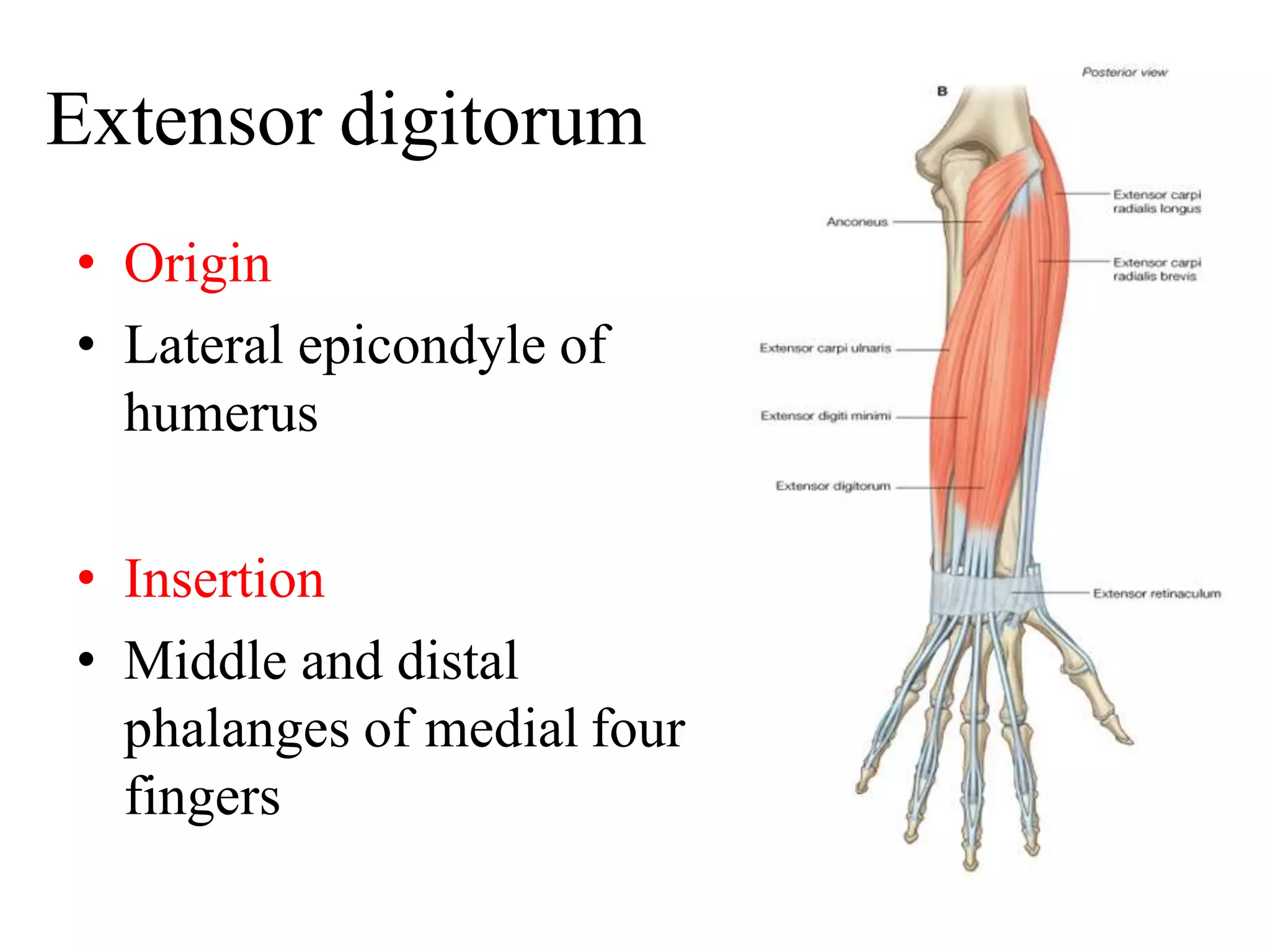 POSTERIOR COMPARTMENT OF FOREARM.pptx