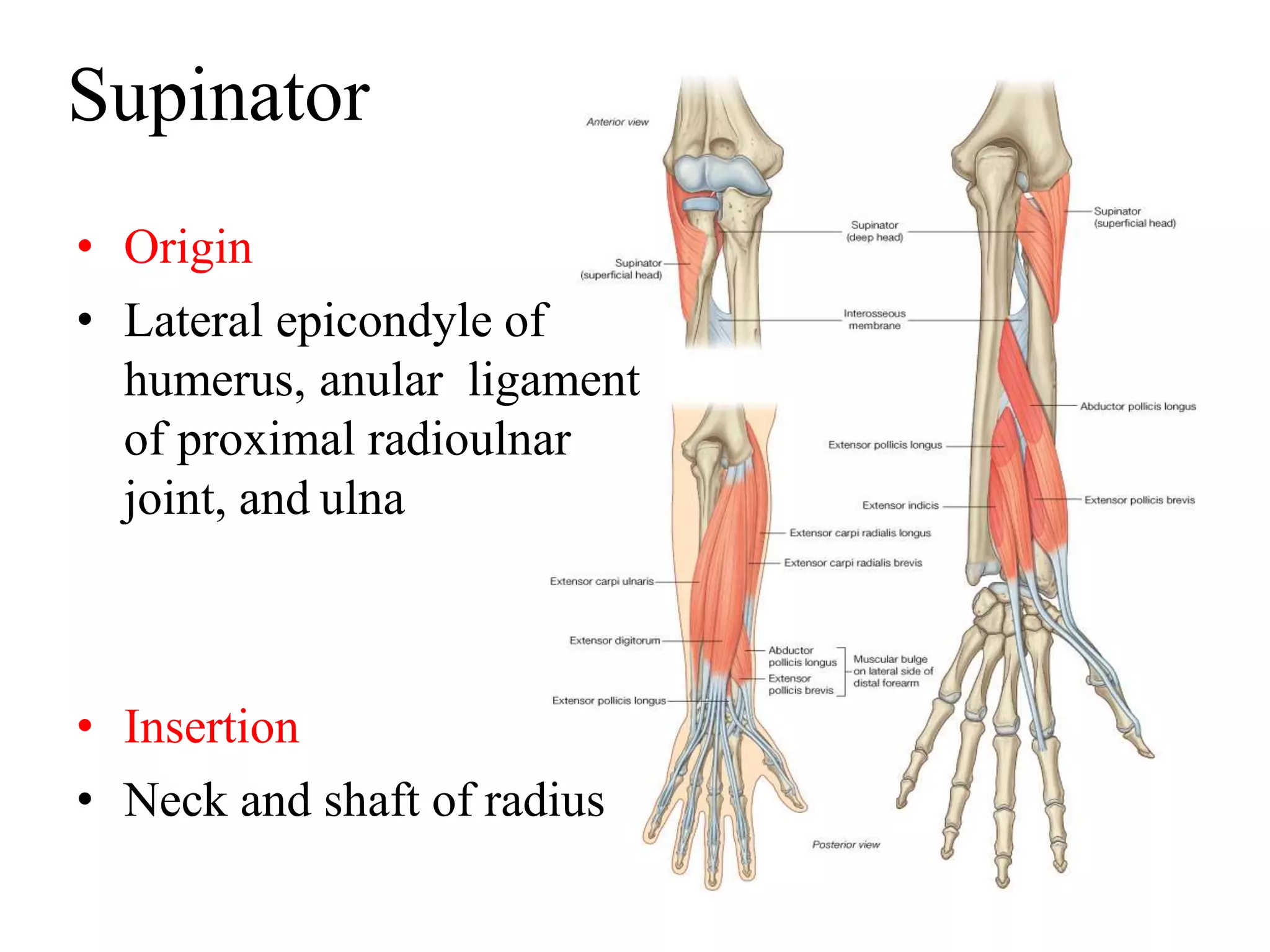POSTERIOR COMPARTMENT OF FOREARM.pptx