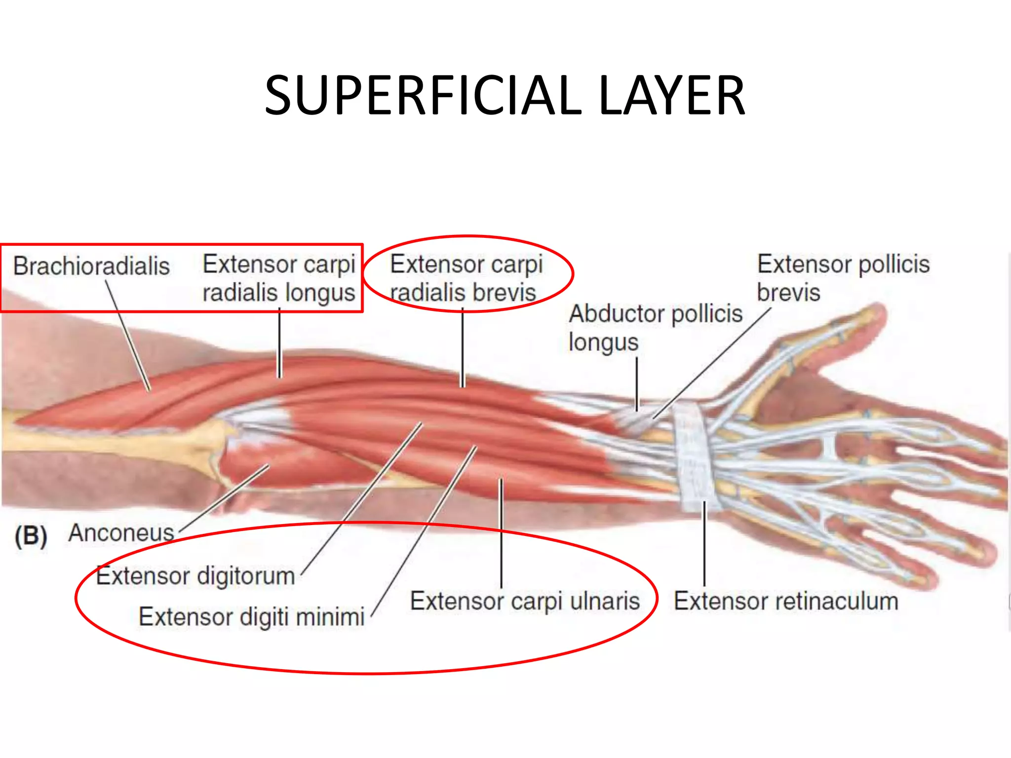 POSTERIOR COMPARTMENT OF FOREARM.pptx