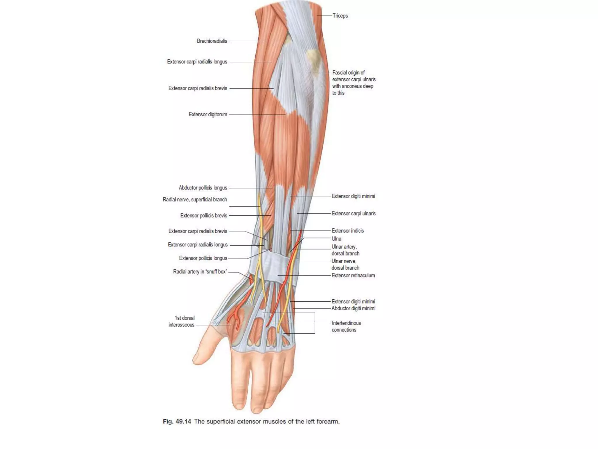POSTERIOR COMPARTMENT OF FOREARM.pptx