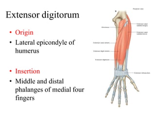 POSTERIOR COMPARTMENT OF FOREARM.pptx