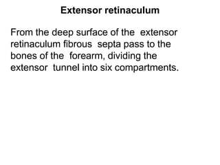 POSTERIOR COMPARTMENT OF FOREARM.pptx