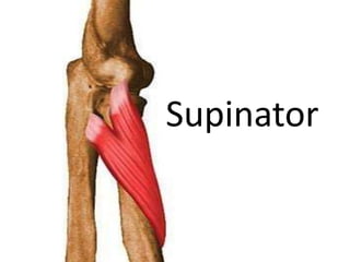 Supinator Muscle