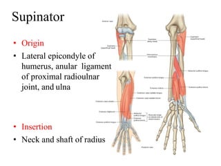 Supinator Origin And Insertion