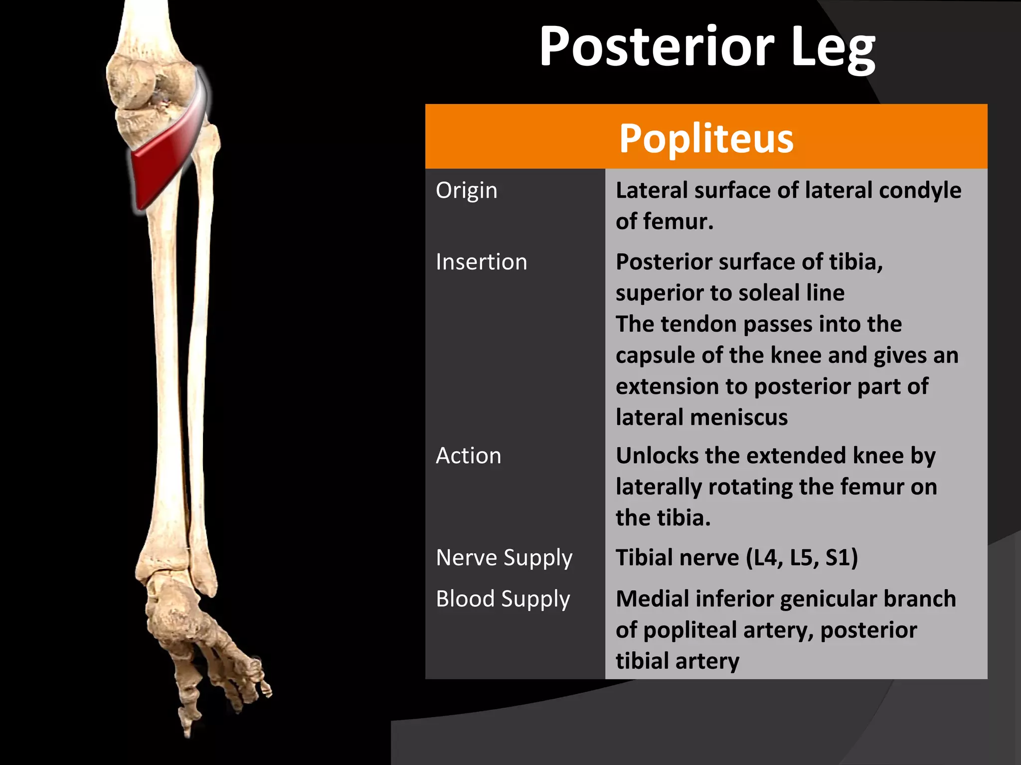Posterior compartment of leg | PPT