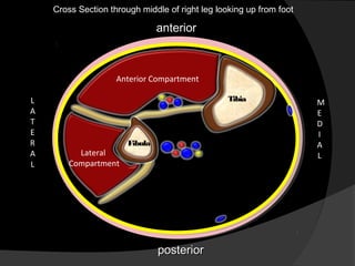 Posterior compartment of leg | PPT