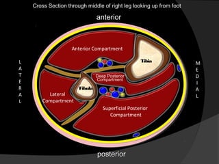 Posterior compartment of leg | PPT