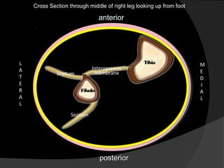 Posterior compartment of leg | PPT