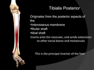 Tibialis Posterior Origin And Insertion