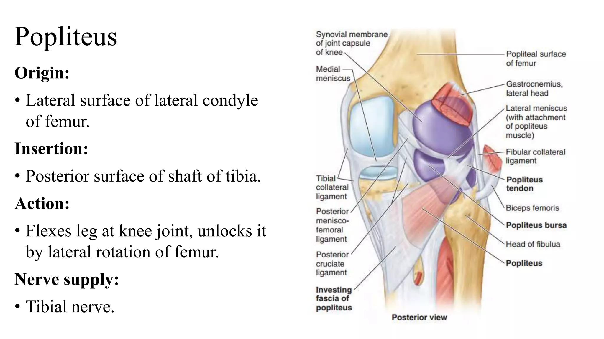 Posterior compartment of leg | PPTX
