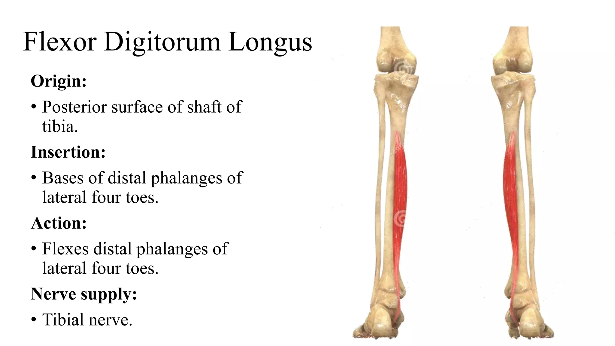 Posterior compartment of leg | PPTX
