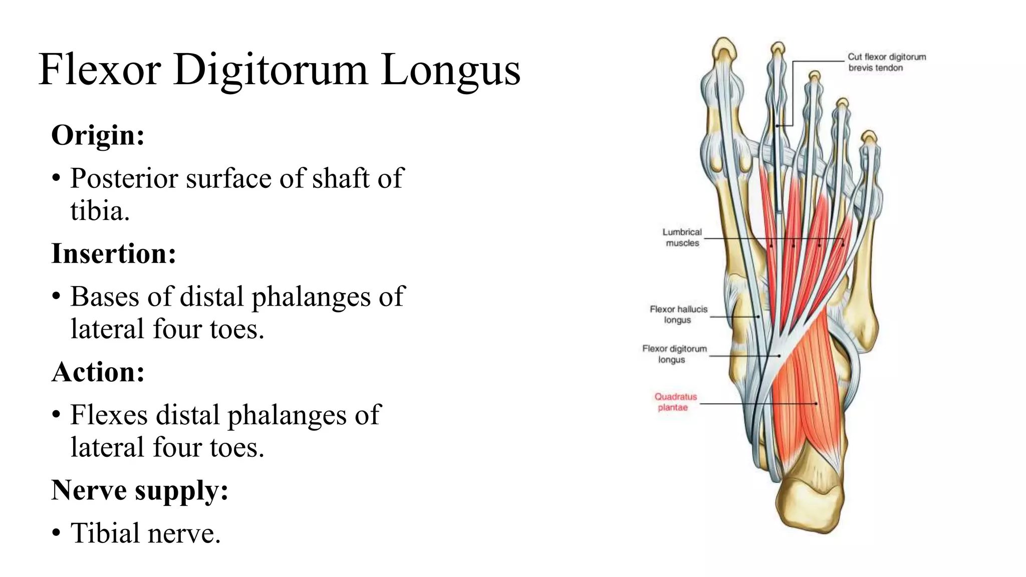 Posterior compartment of leg | PPTX