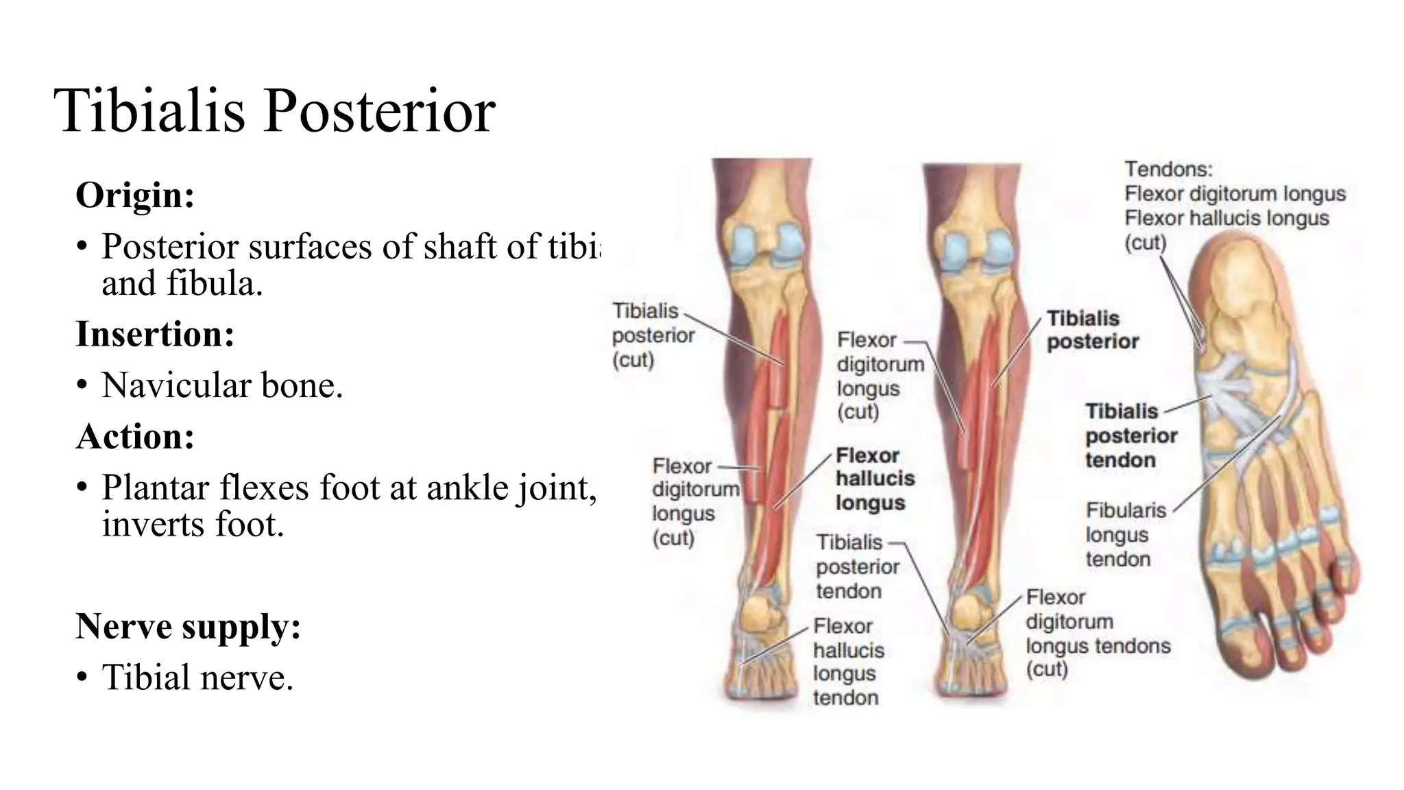 Posterior compartment of leg | PPTX