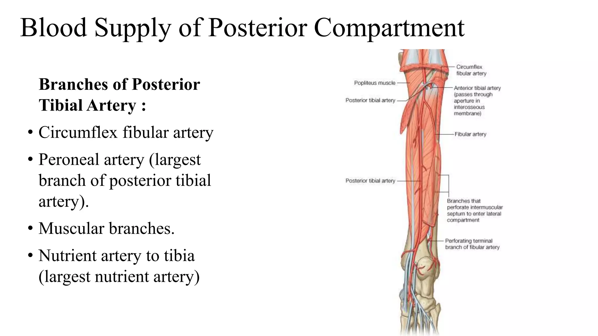 Posterior compartment of leg | PPTX