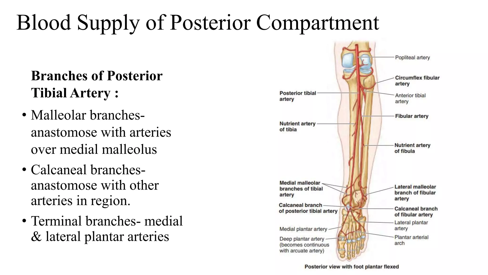 Posterior compartment of leg | PPTX