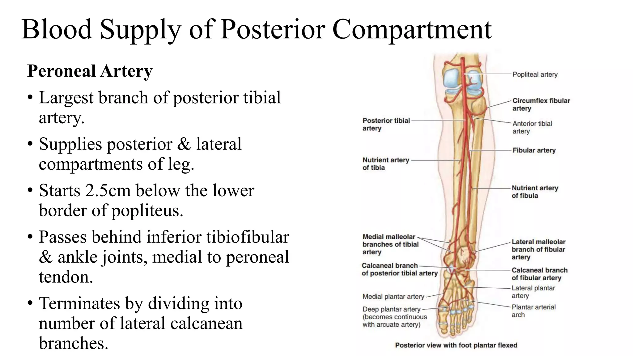 Posterior compartment of leg | PPTX