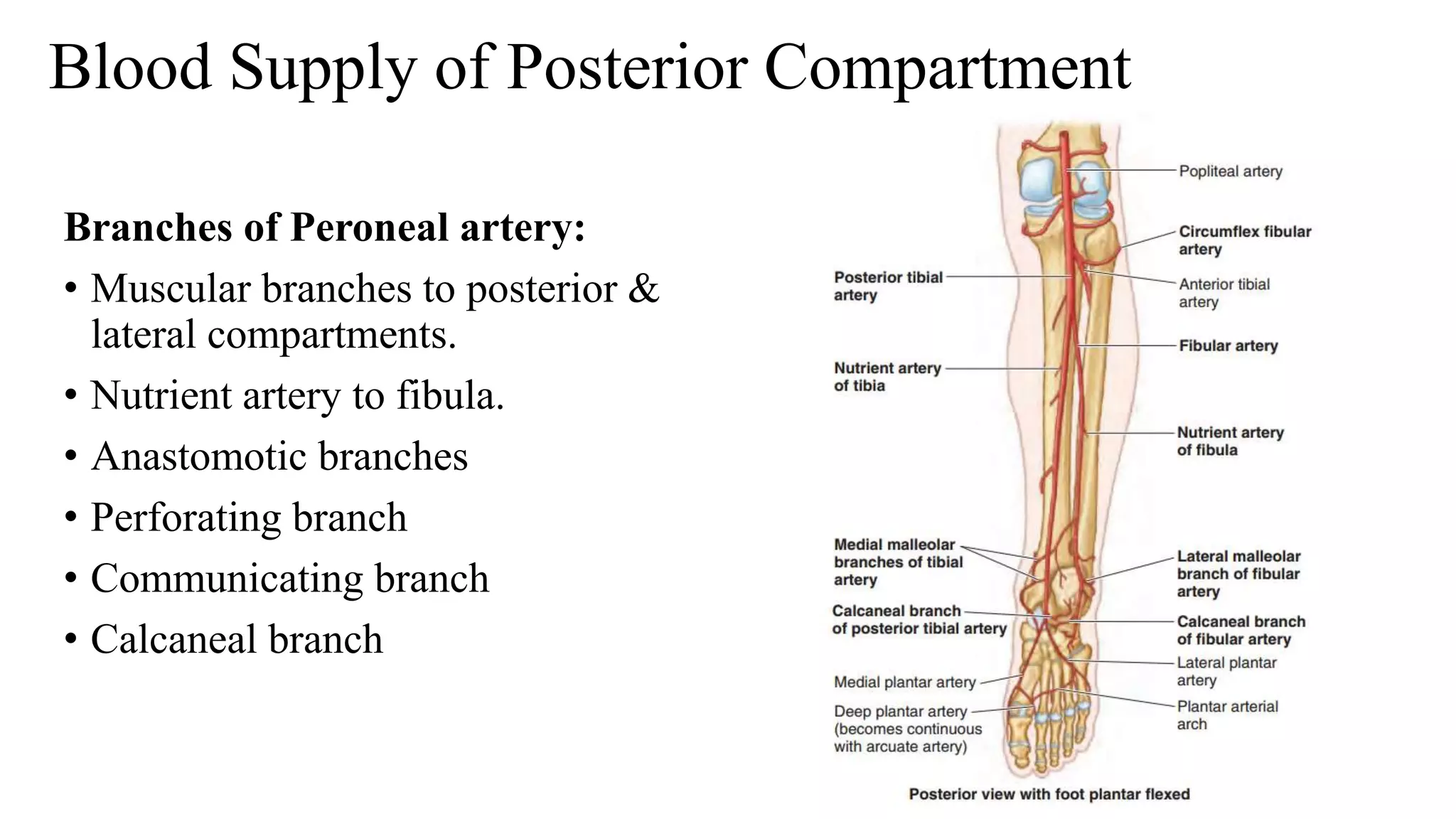 Posterior compartment of leg | PPTX