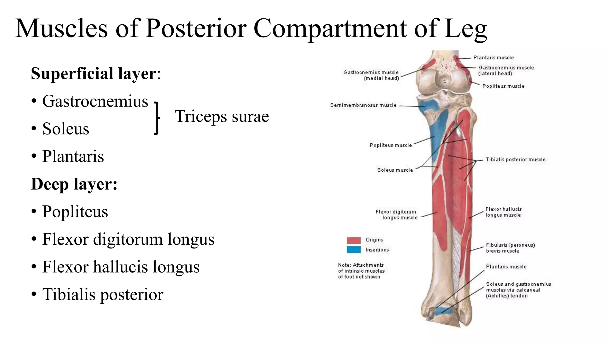 Posterior compartment of leg | PPTX