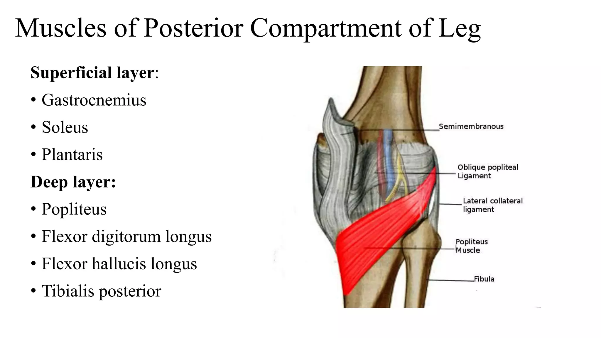 Posterior compartment of leg | PPTX