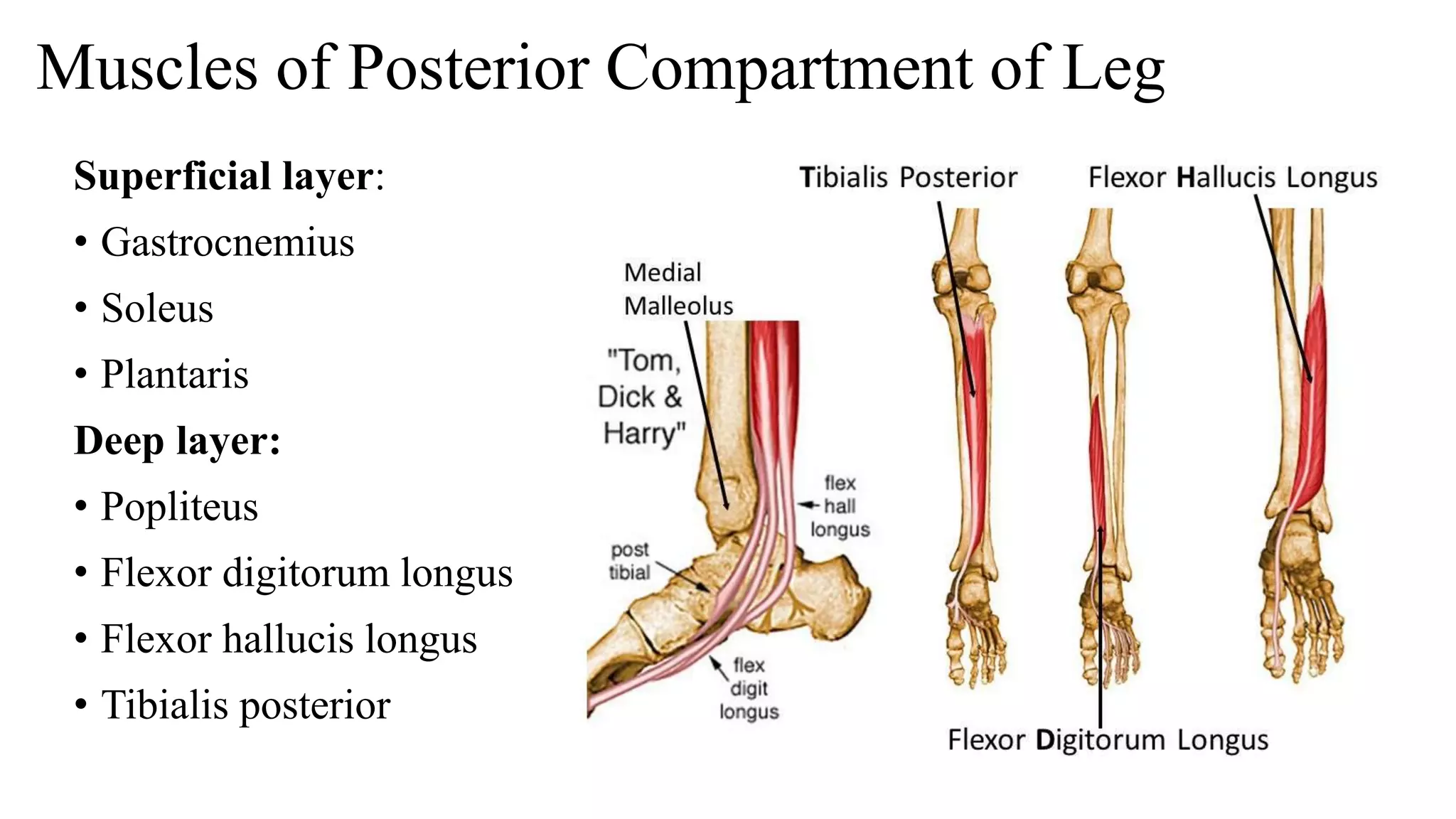 Posterior compartment of leg | PPTX
